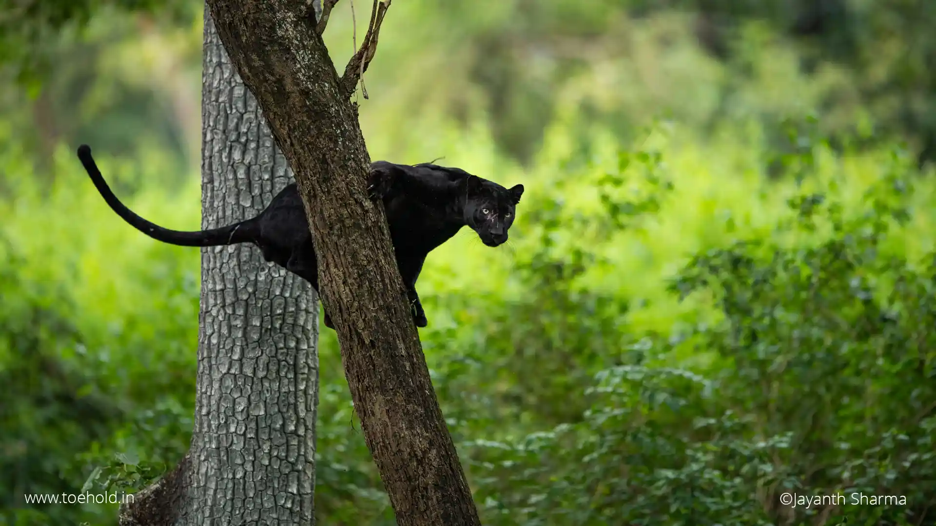 Black Panther In Tree Black Panthers Don't Exist, But Black Longtails